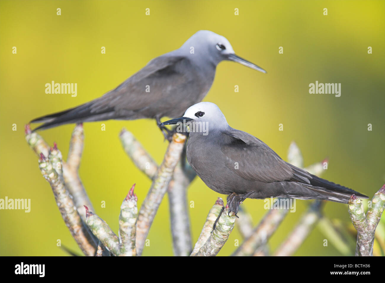 Lesser noddy bird anous hi-res stock photography and images - Alamy