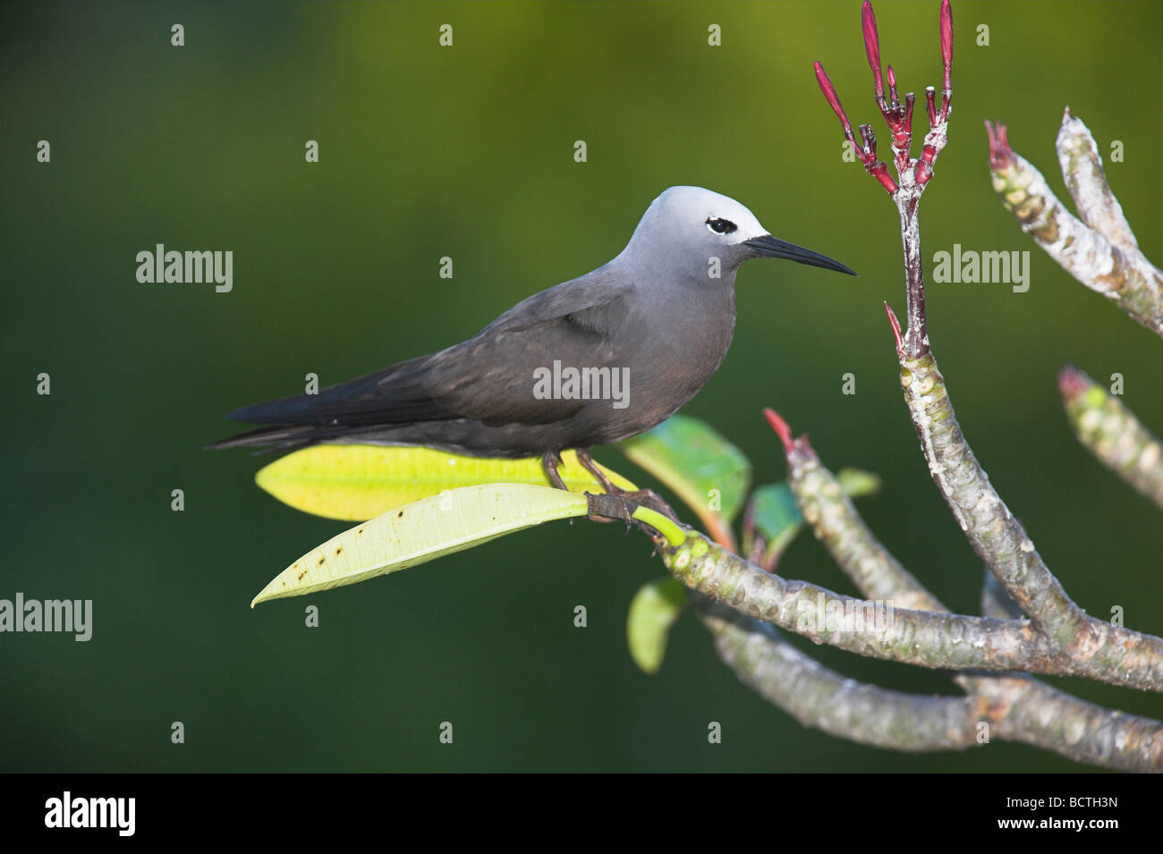 Lesser Noddy Stock Photos & Lesser Noddy Stock Images - Alamy