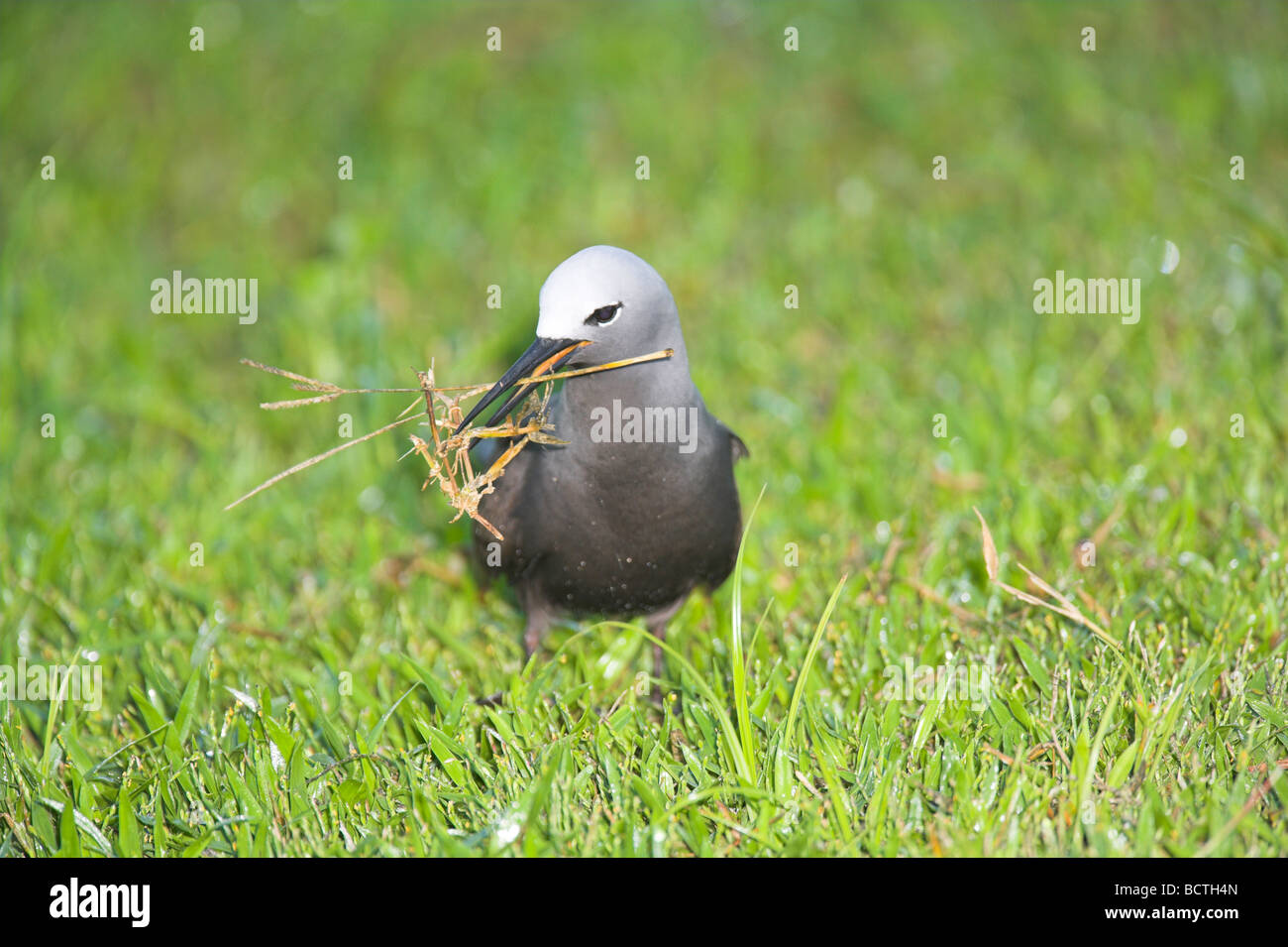 Lesser Noddy Anous tenuirostris collecting nest material at Bird Island ...