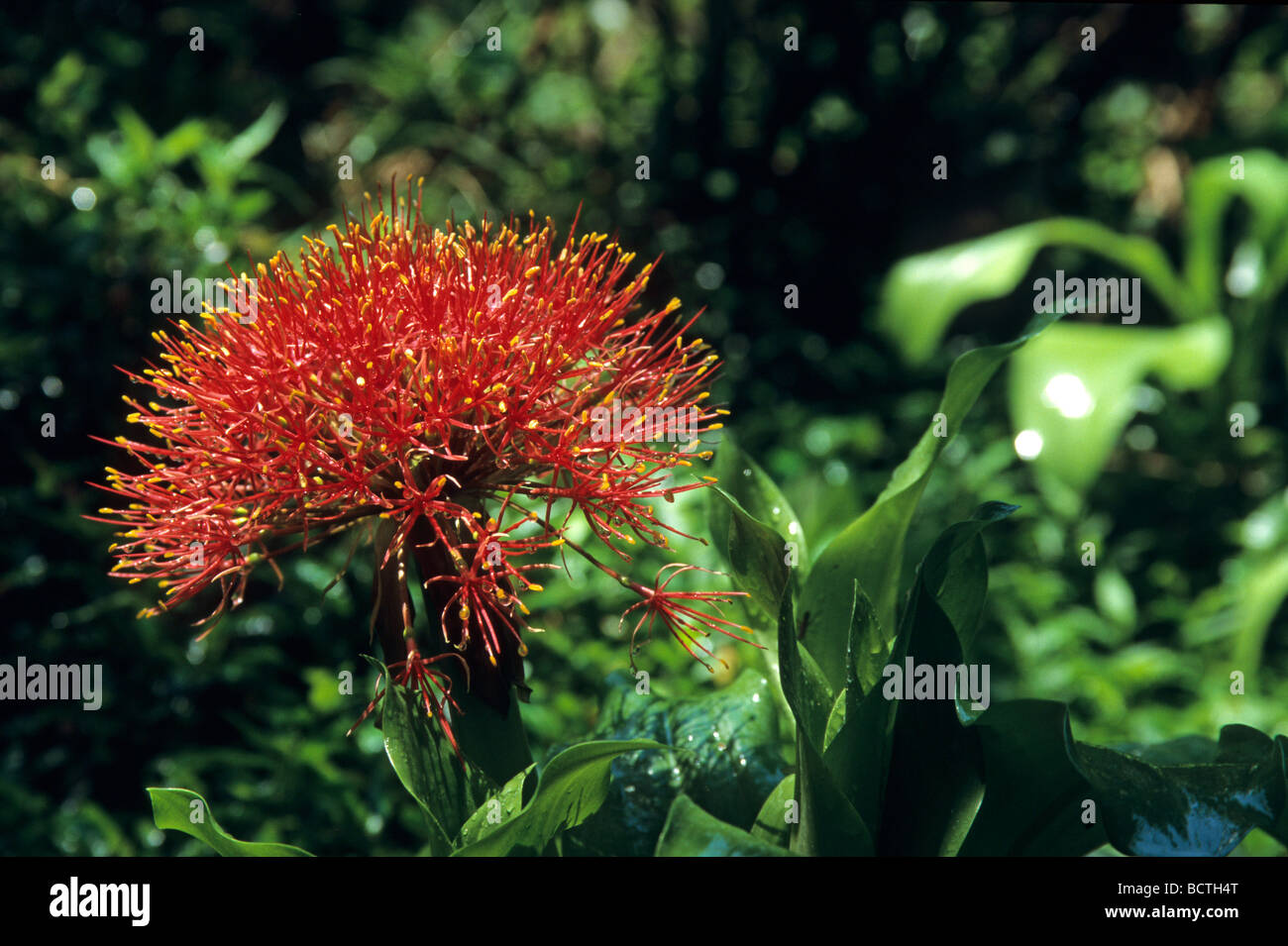 Blood Flower (Scadoxus multiflorus Stock Photo - Alamy