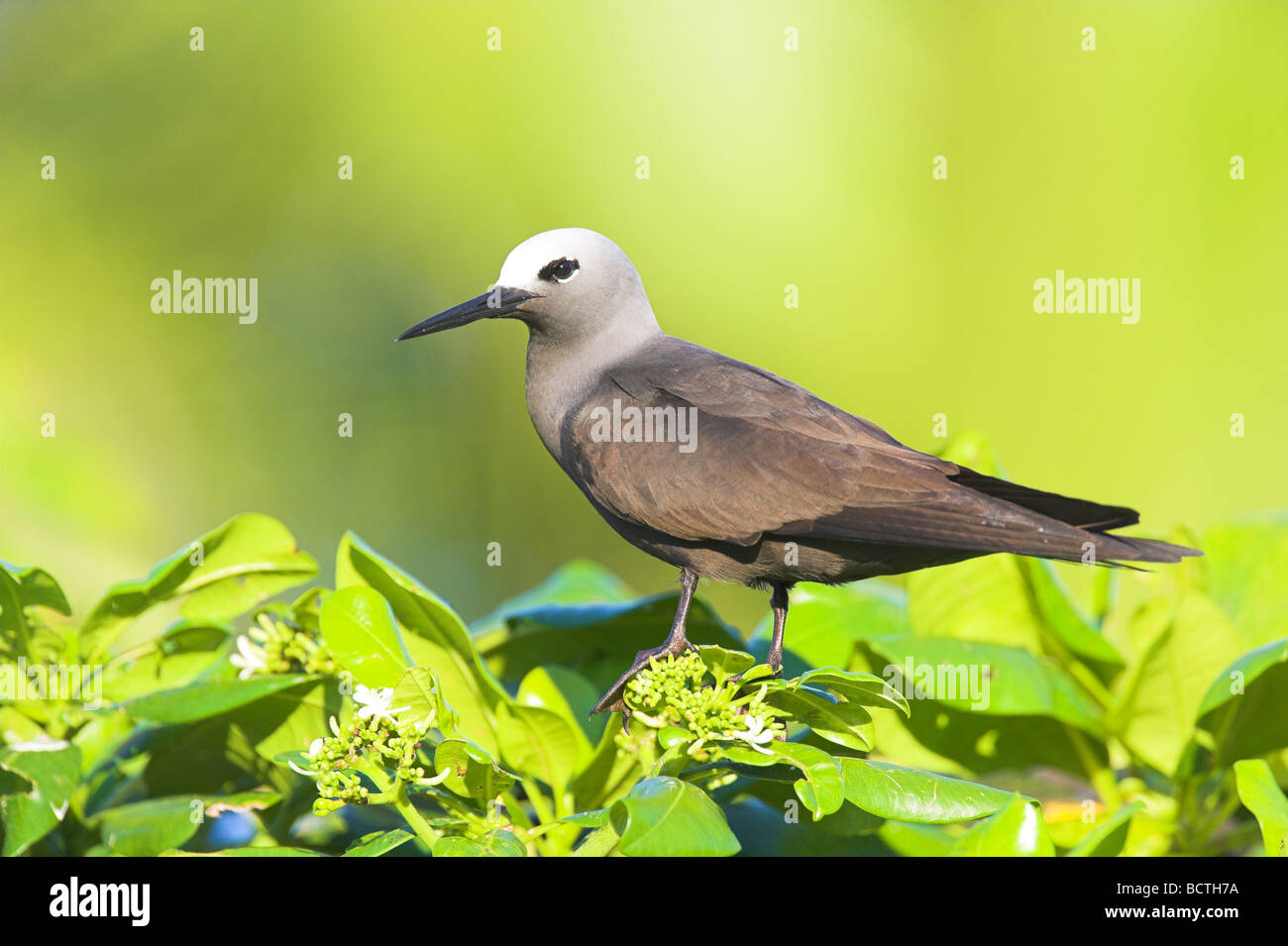 Bird island seychelles migration hi-res stock photography and images ...