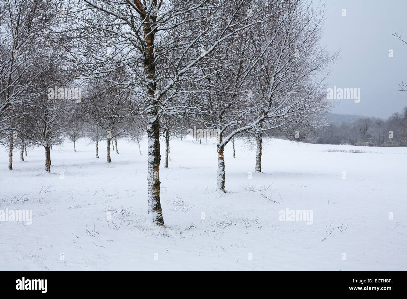 Silver birch trees in snow Stock Photo - Alamy