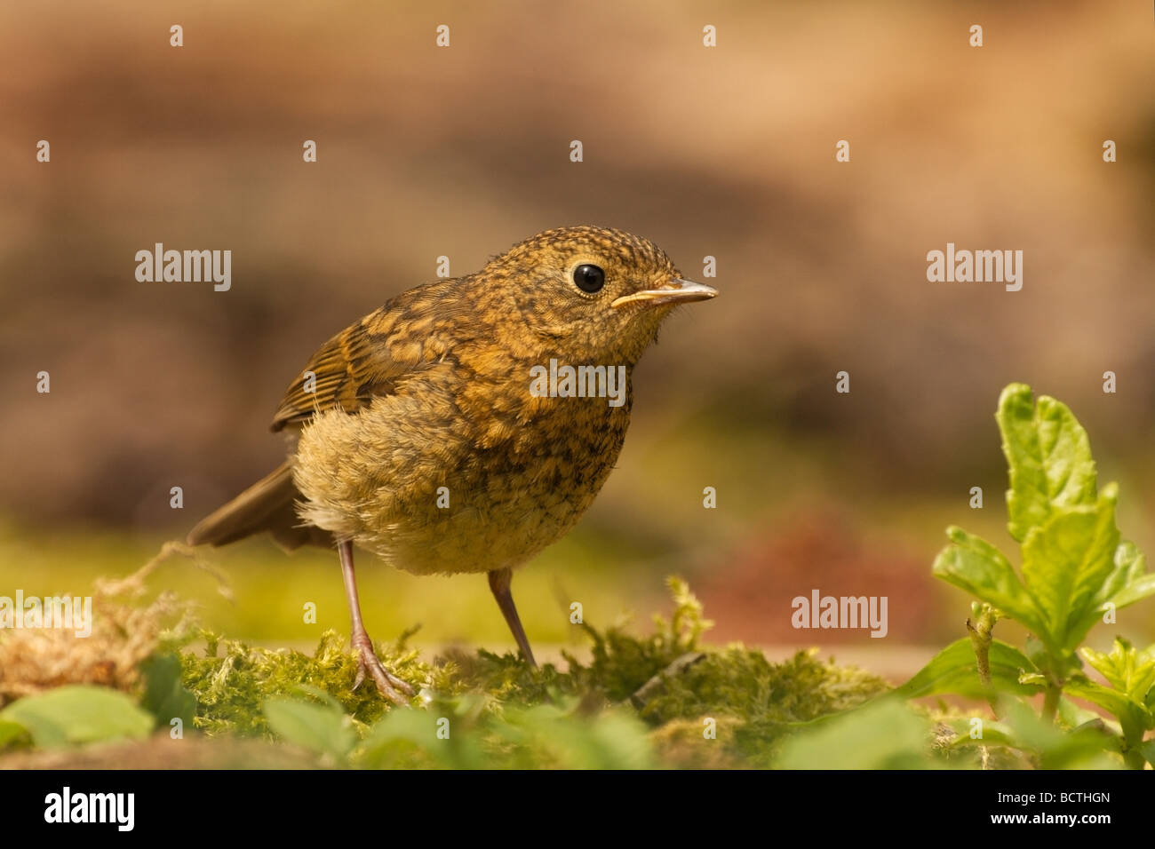 Baby robin hi-res stock photography and images - Alamy