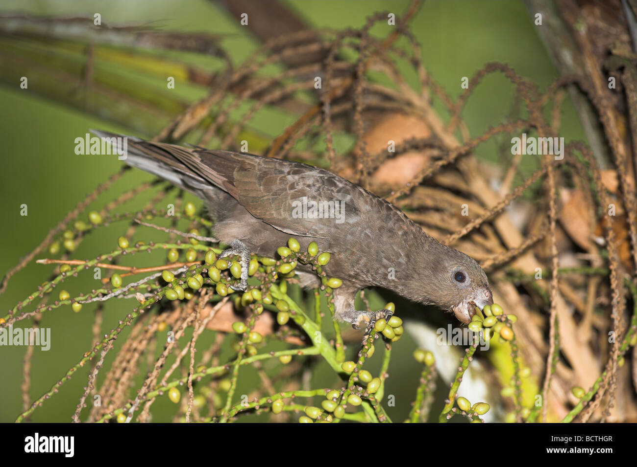 Black parrot of seychelles hi-res stock photography and images - Alamy
