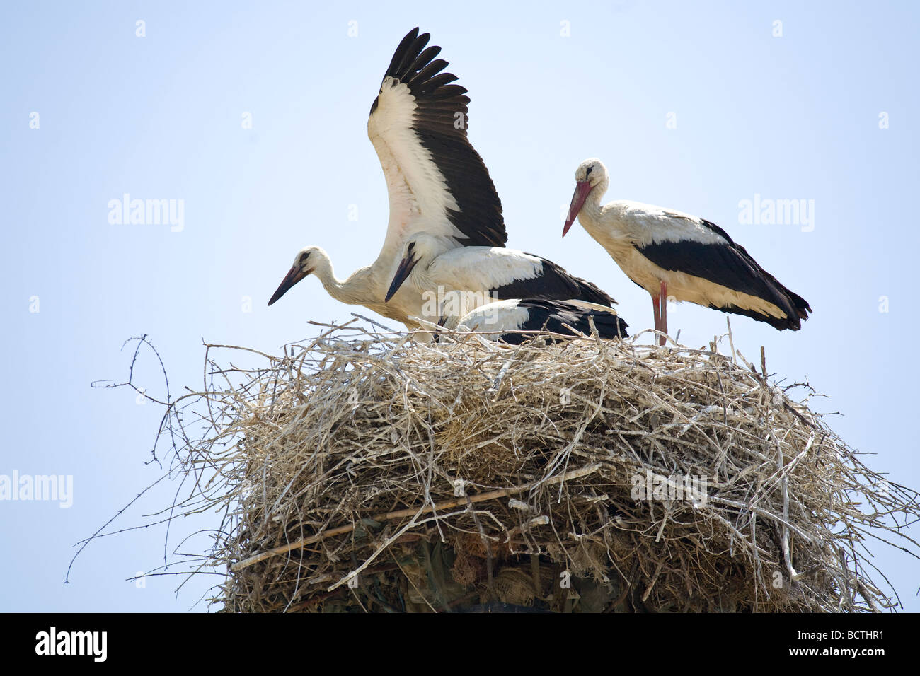 Polish Stork family in nest on top of pole Stock Photo - Alamy