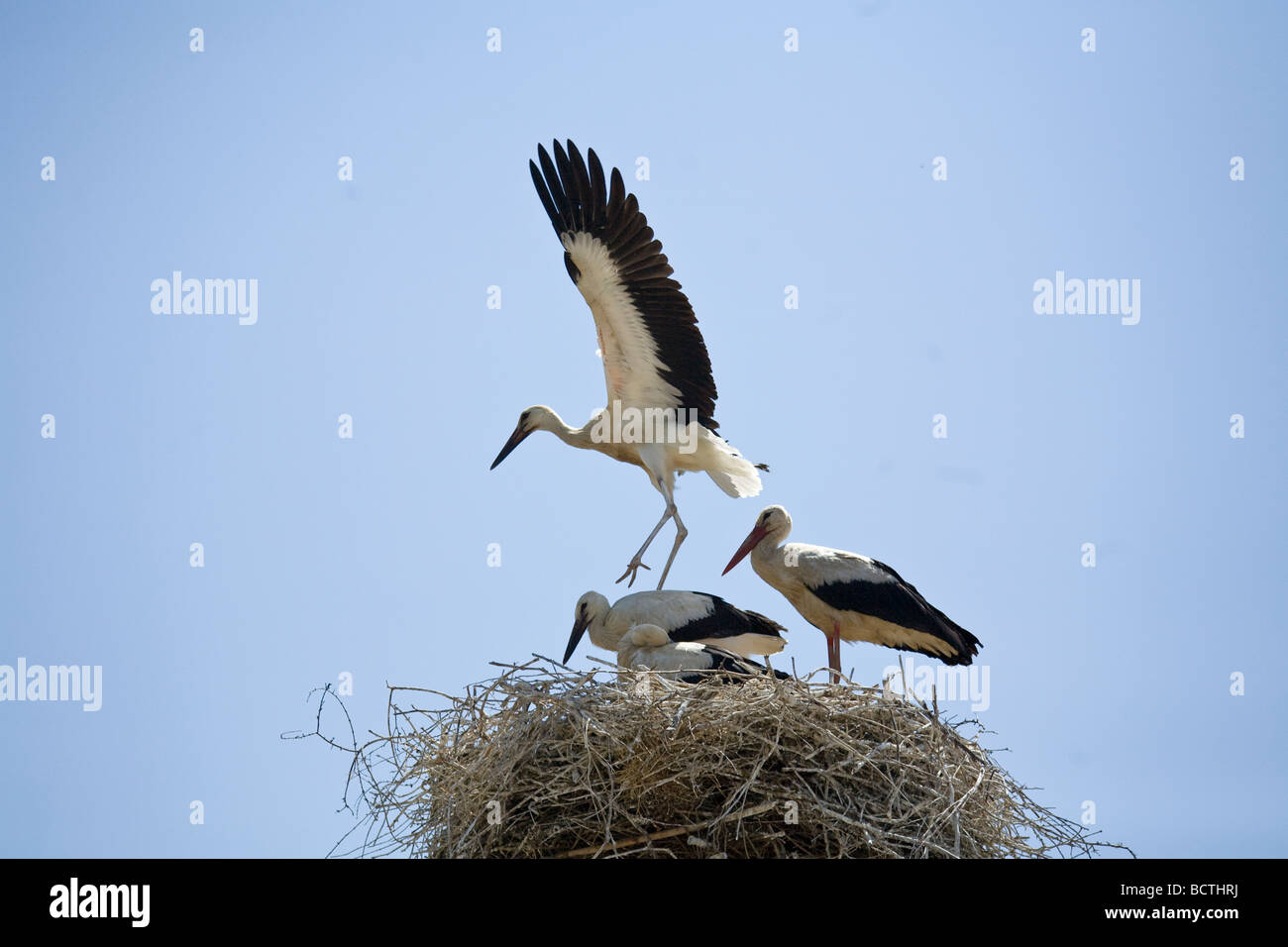 Polish Stork family in nest on top of pole. In Selcuk Turkey Stock ...