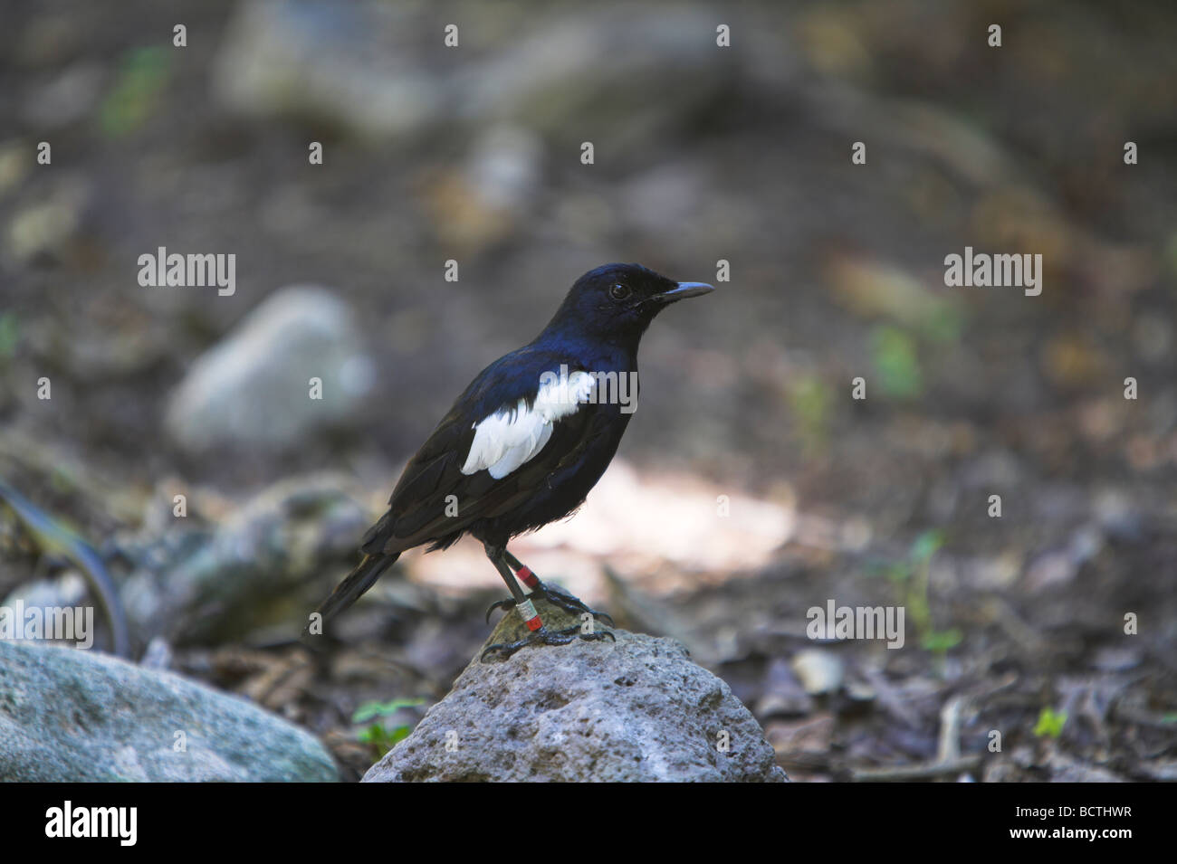 Seychelles Magpie Robin Copsychus sechellarum adult foraging for ...