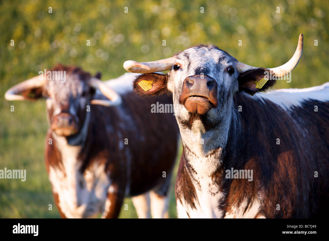English longhorn cattle uk hi-res stock photography and images - Alamy