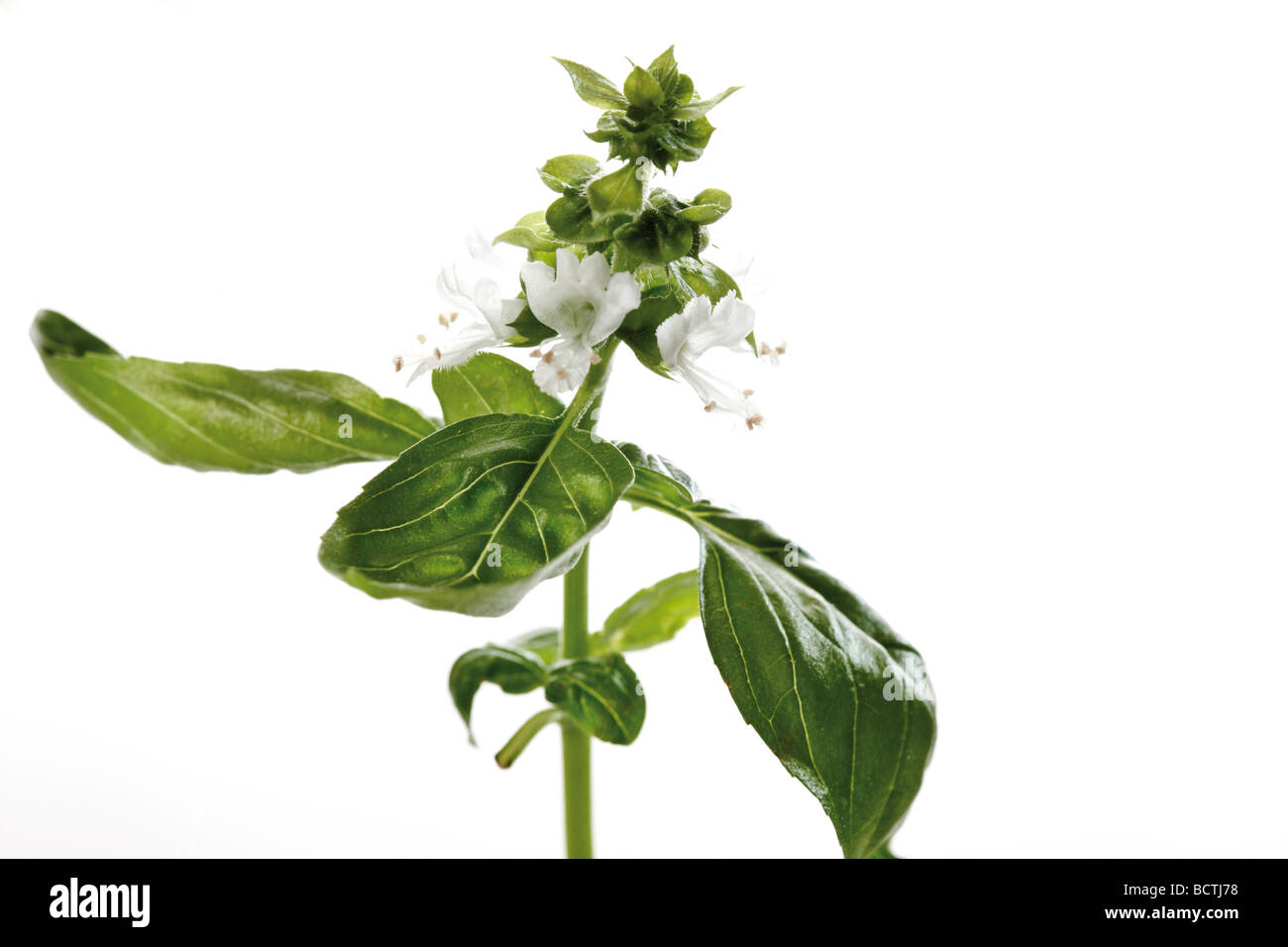 Sweet basil blooming hi-res stock photography and images - Alamy