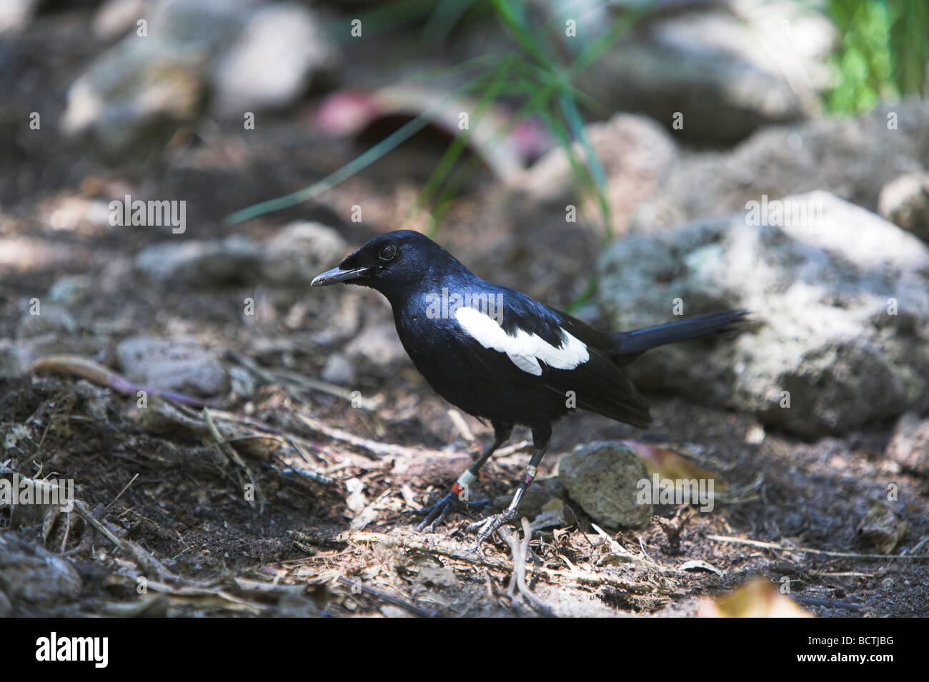 Seychelles Magpie Robin Copsychus sechellarum adult foraging for ...