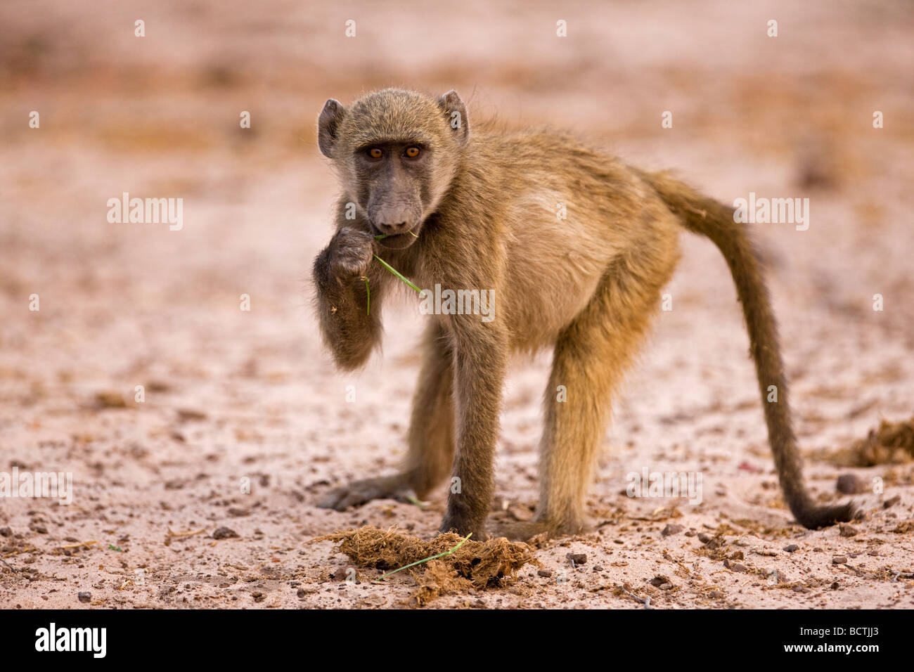 Yellow Baboon (Papio cynocephalus), Chobe National Park, Botswana ...