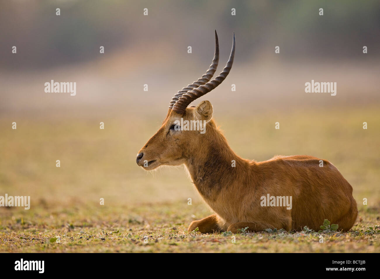Africa zambia puku antelope hi-res stock photography and images - Alamy