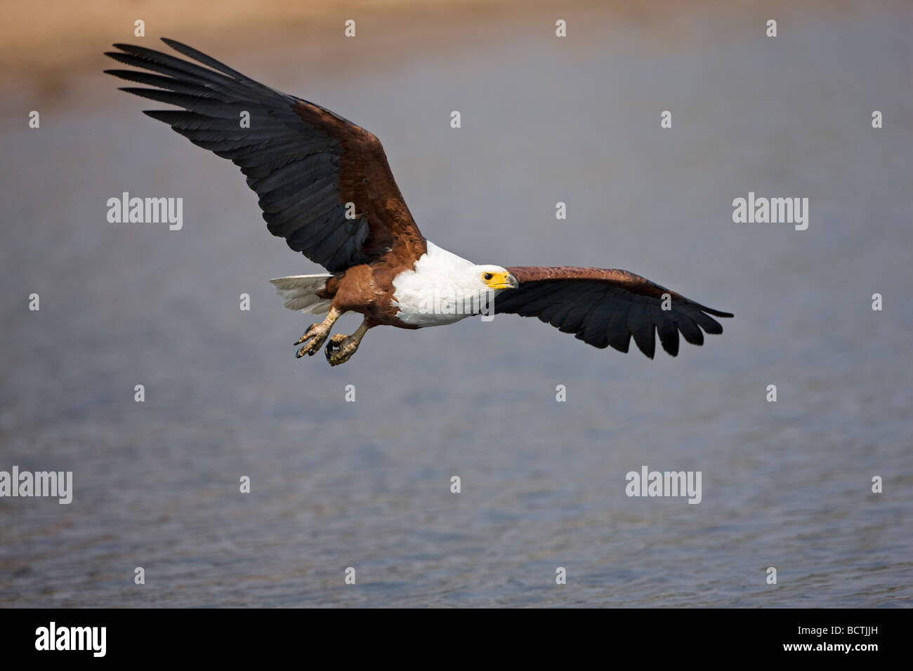 African bird of prey sanctuary hi-res stock photography and images - Alamy