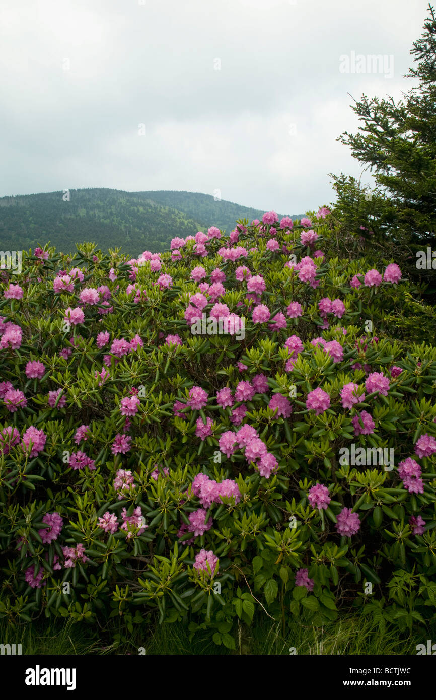 Round bald hi-res stock photography and images - Alamy