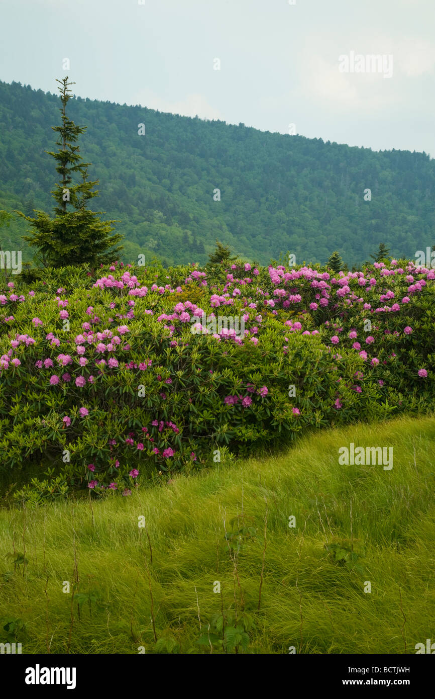 Round bald hi-res stock photography and images - Alamy