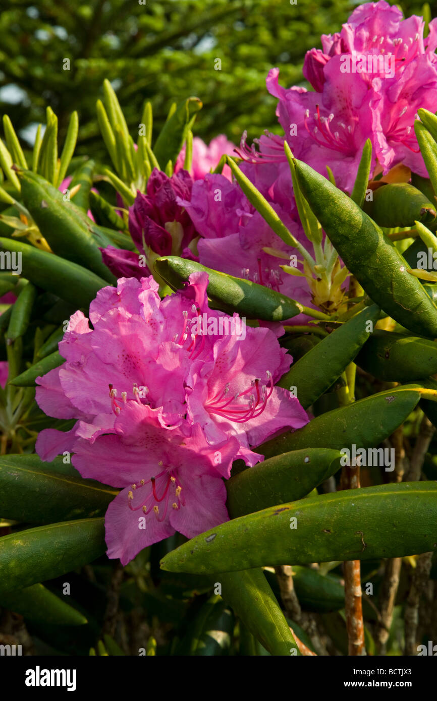 Rhododendron at Round Bald Appalachian Trail TN NC Stock Photo - Alamy