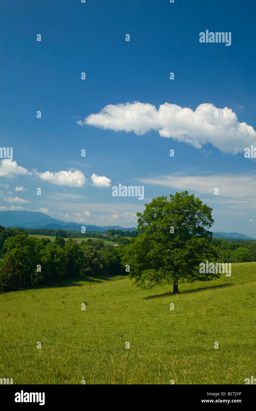 Maple Tree in Field TN Stock Photo - Alamy