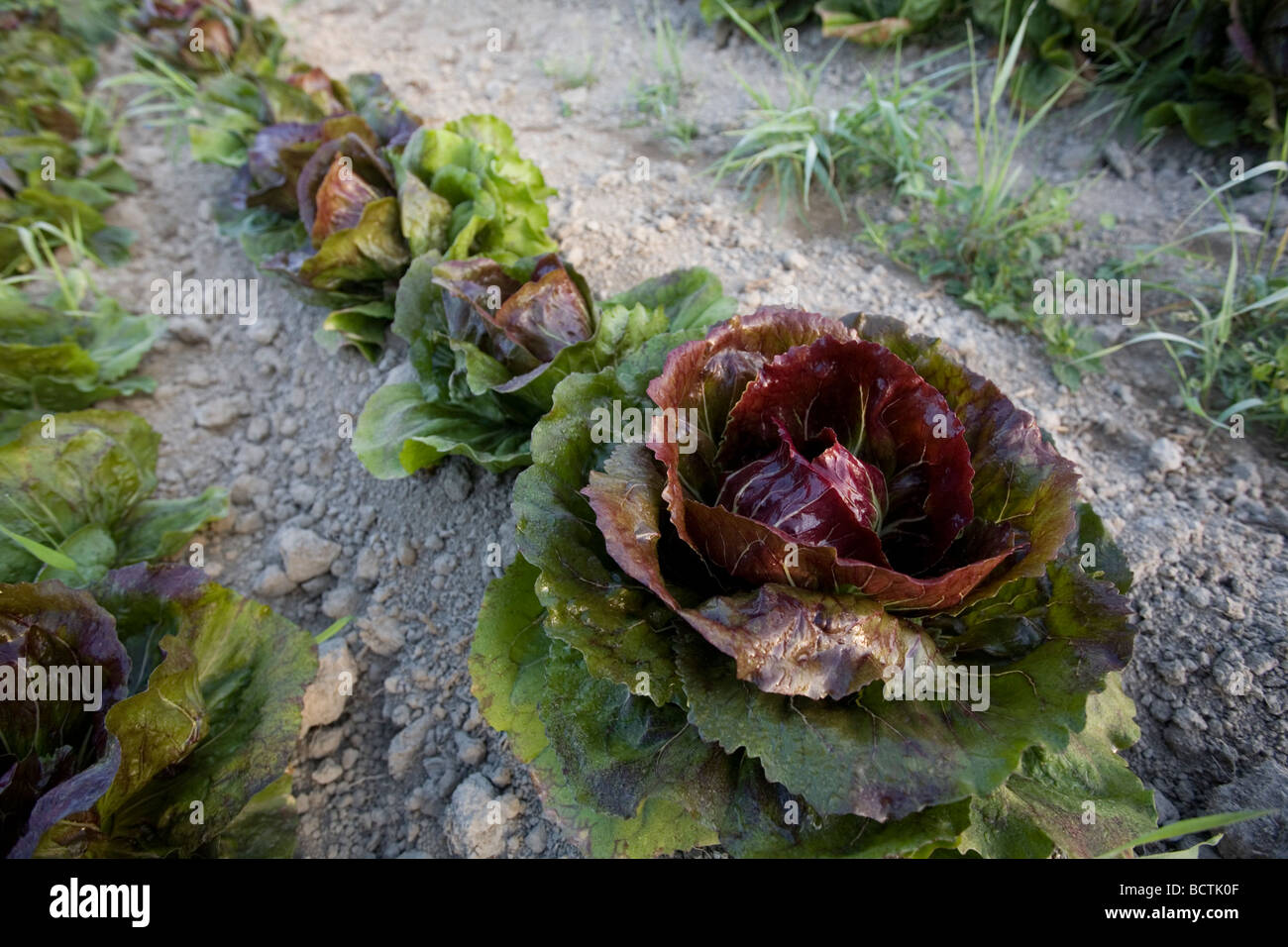 Nutritious weeds hi-res stock photography and images - Alamy