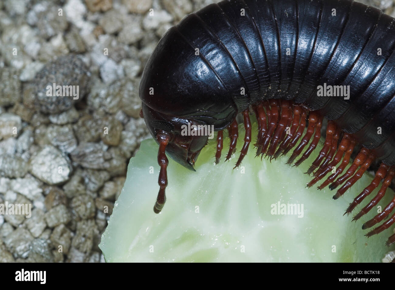 Millipede eating hi-res stock photography and images - Alamy