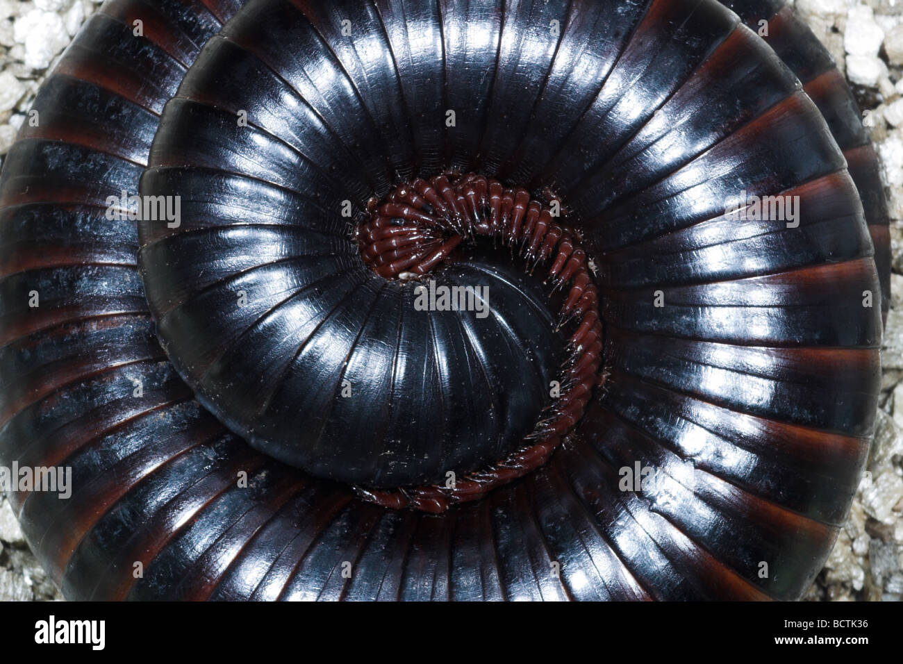 African millipede as pet hi-res stock photography and images - Alamy