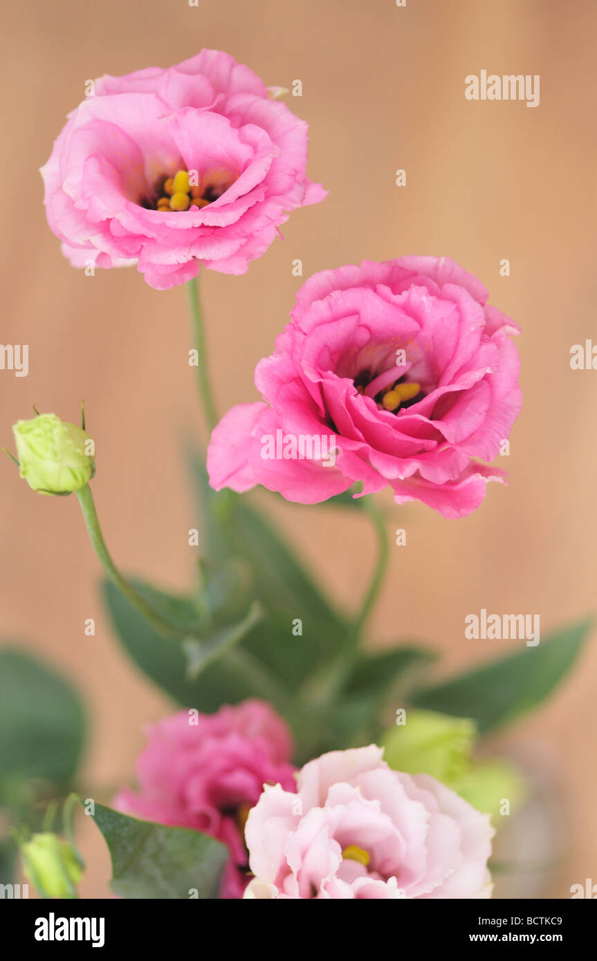 Lysianthus hi-res stock photography and images - Alamy