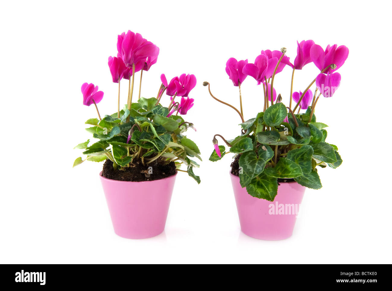 Pink cyclamen in flower pot isolated over white Stock Photo - Alamy