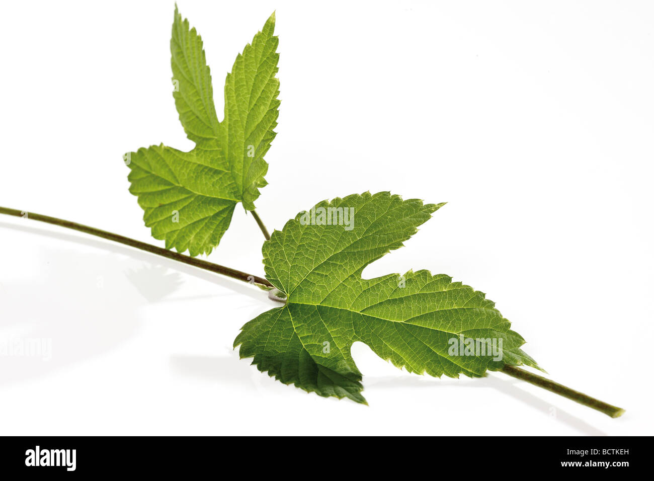 Hop leaves hi-res stock photography and images - Alamy