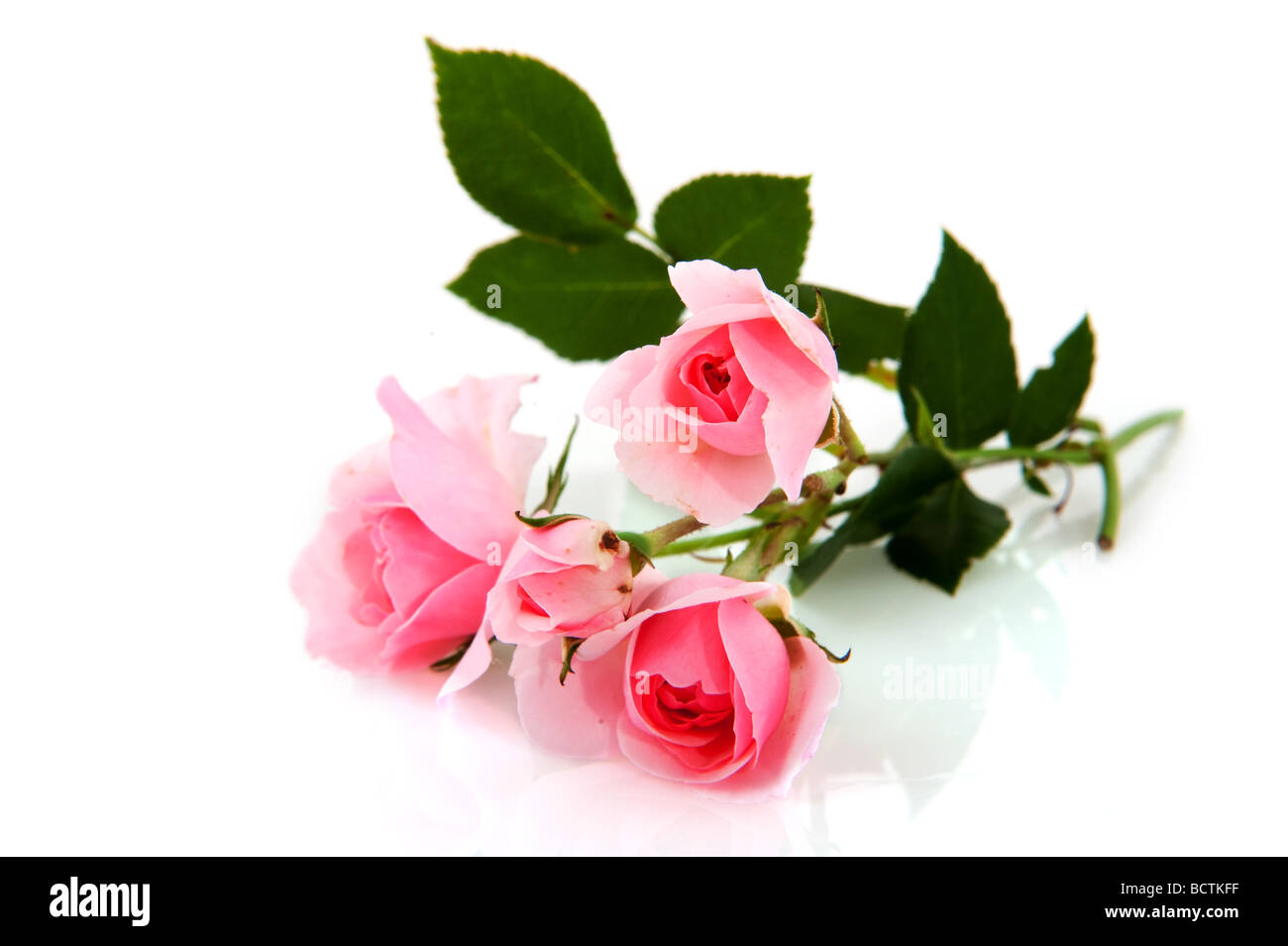 Pink roses isolated over white Stock Photo - Alamy