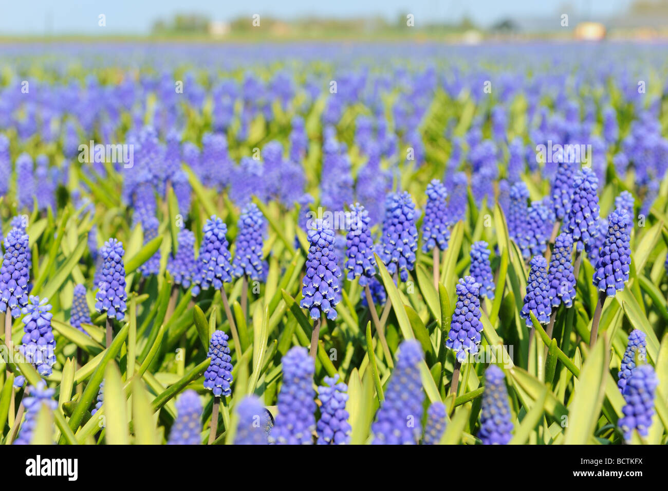 a field filled with blue grape hyacinths Stock Photo - Alamy