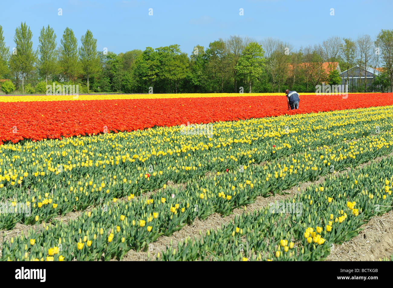 Farmer in the flower bulbs fields in the Netherlands Stock Photo - Alamy