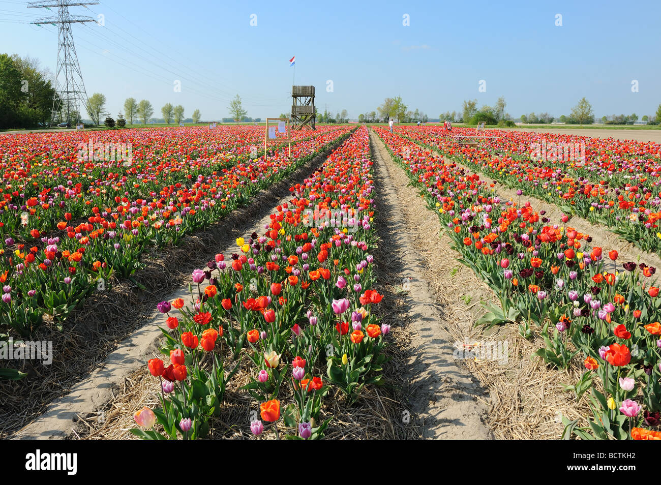 rows with colorful tulips as typical agriculture in Holland Stock Photo ...