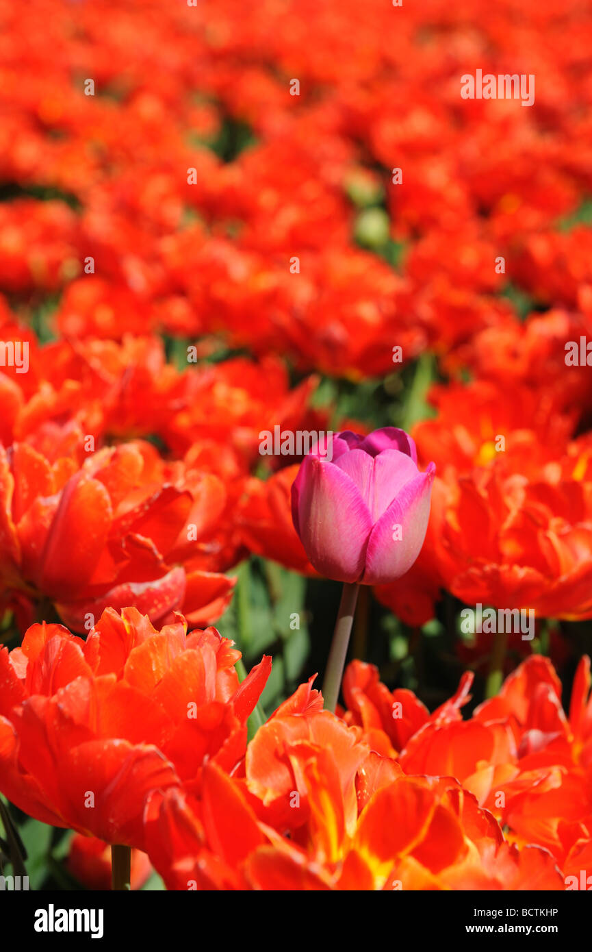 Different colored fields hi-res stock photography and images - Alamy