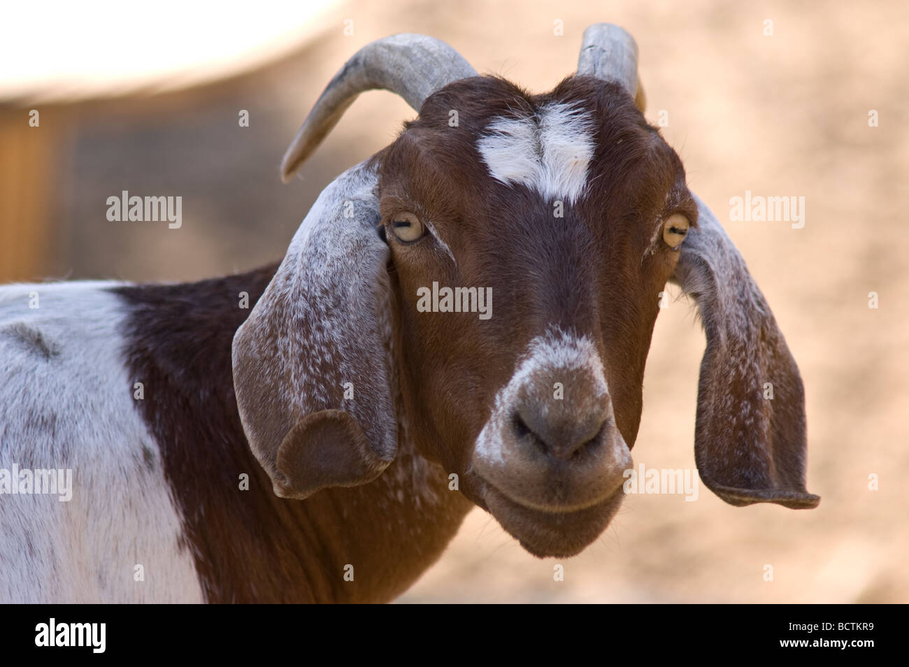 Head shot of a goat Stock Photo - Alamy