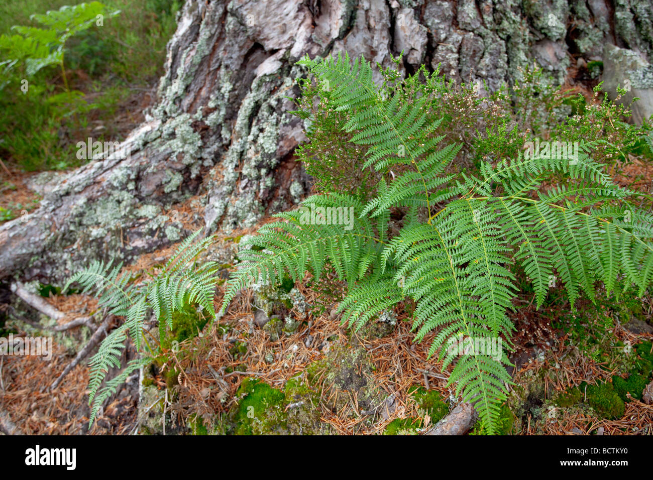 A fern at the foot of a pine tree Stock Photo - Alamy