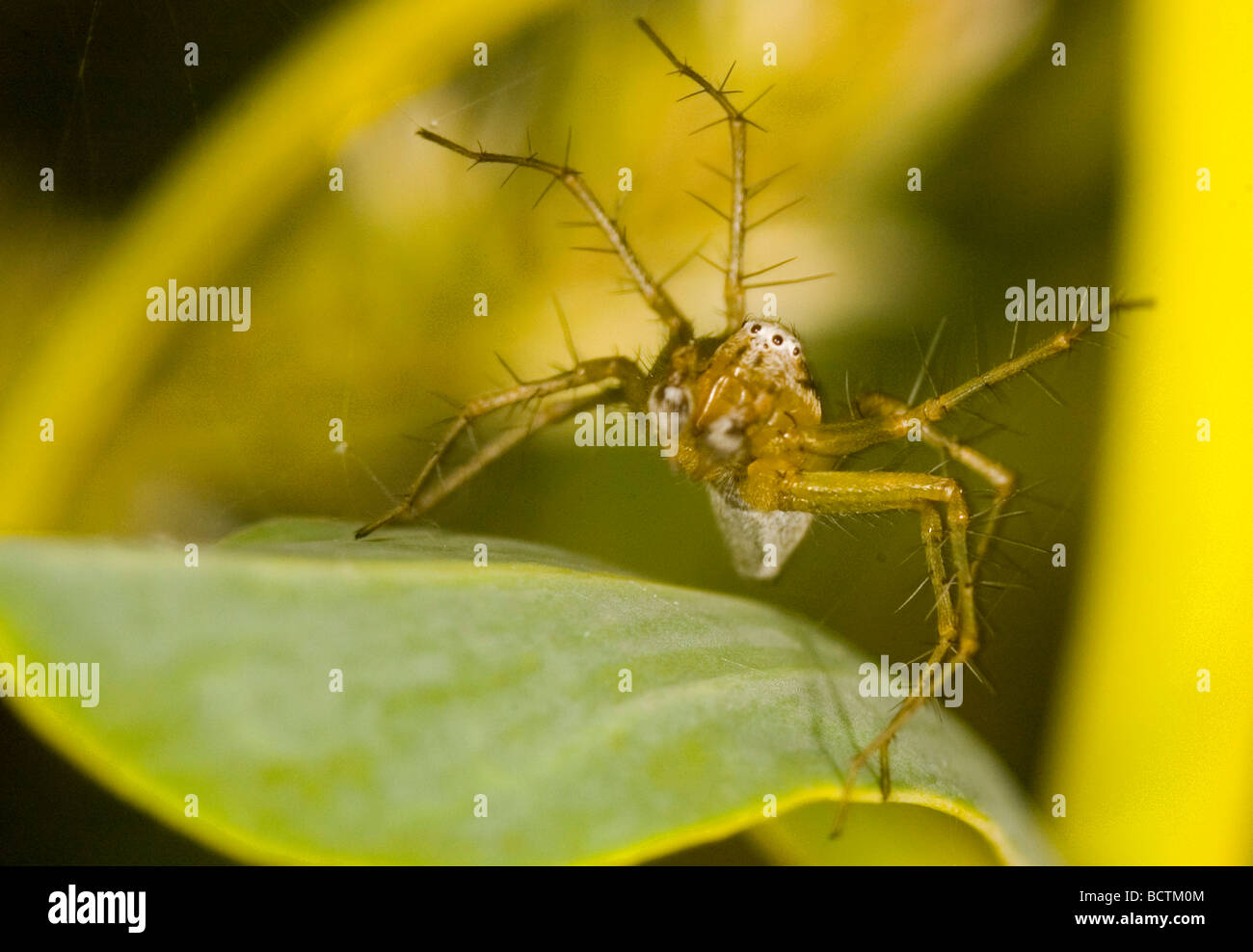 Spider in the field hi-res stock photography and images - Alamy