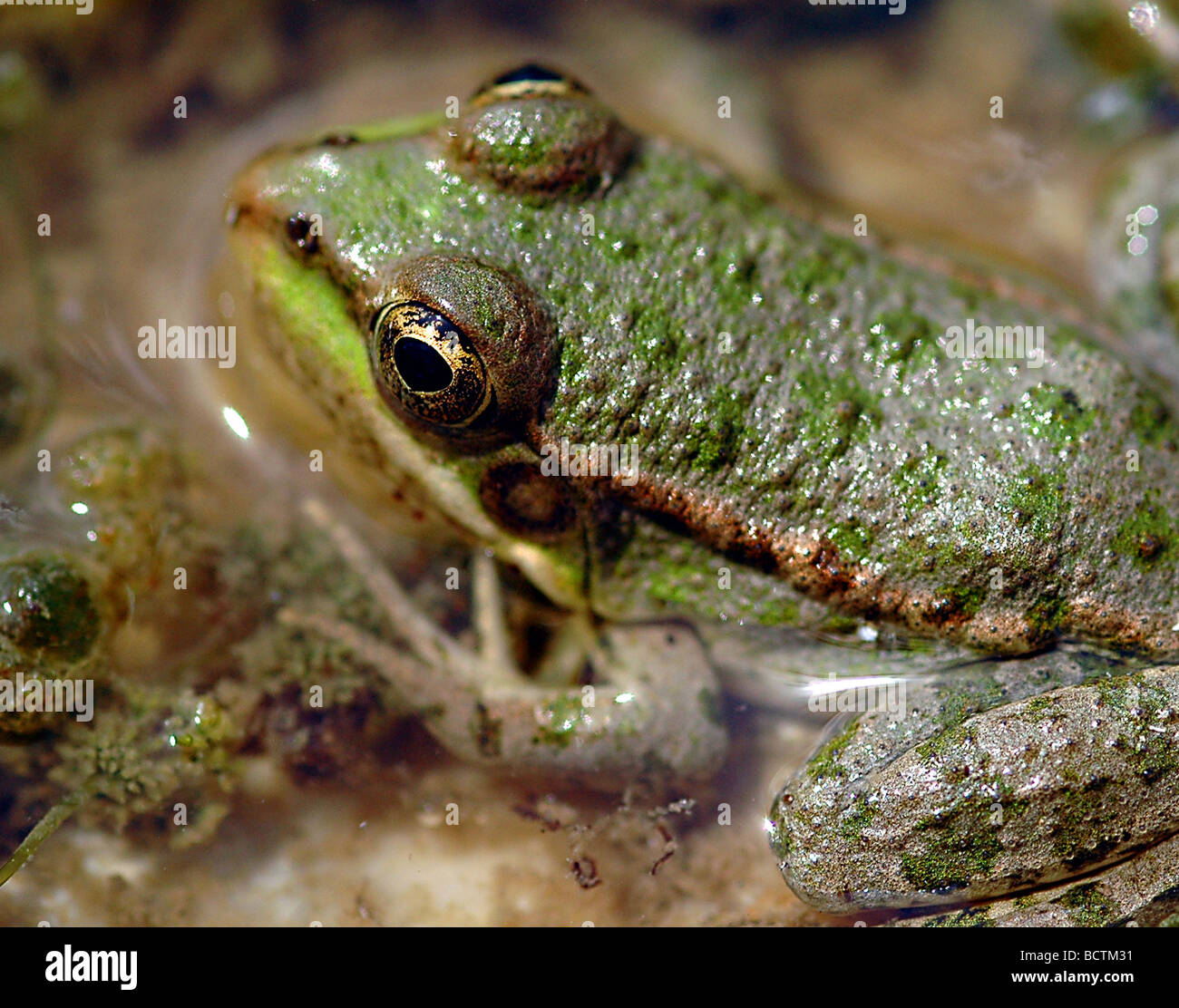 Frog in a swamp hi-res stock photography and images - Alamy