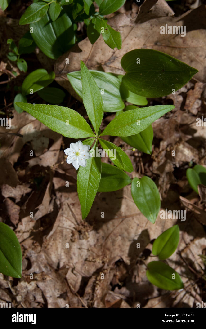 Starflower trientalis borealis Stock Photo - Alamy