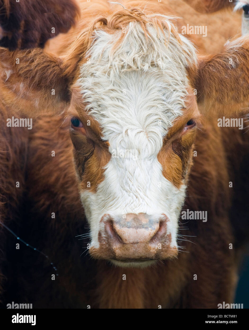 Cattle farmer uruguay hi-res stock photography and images - Alamy