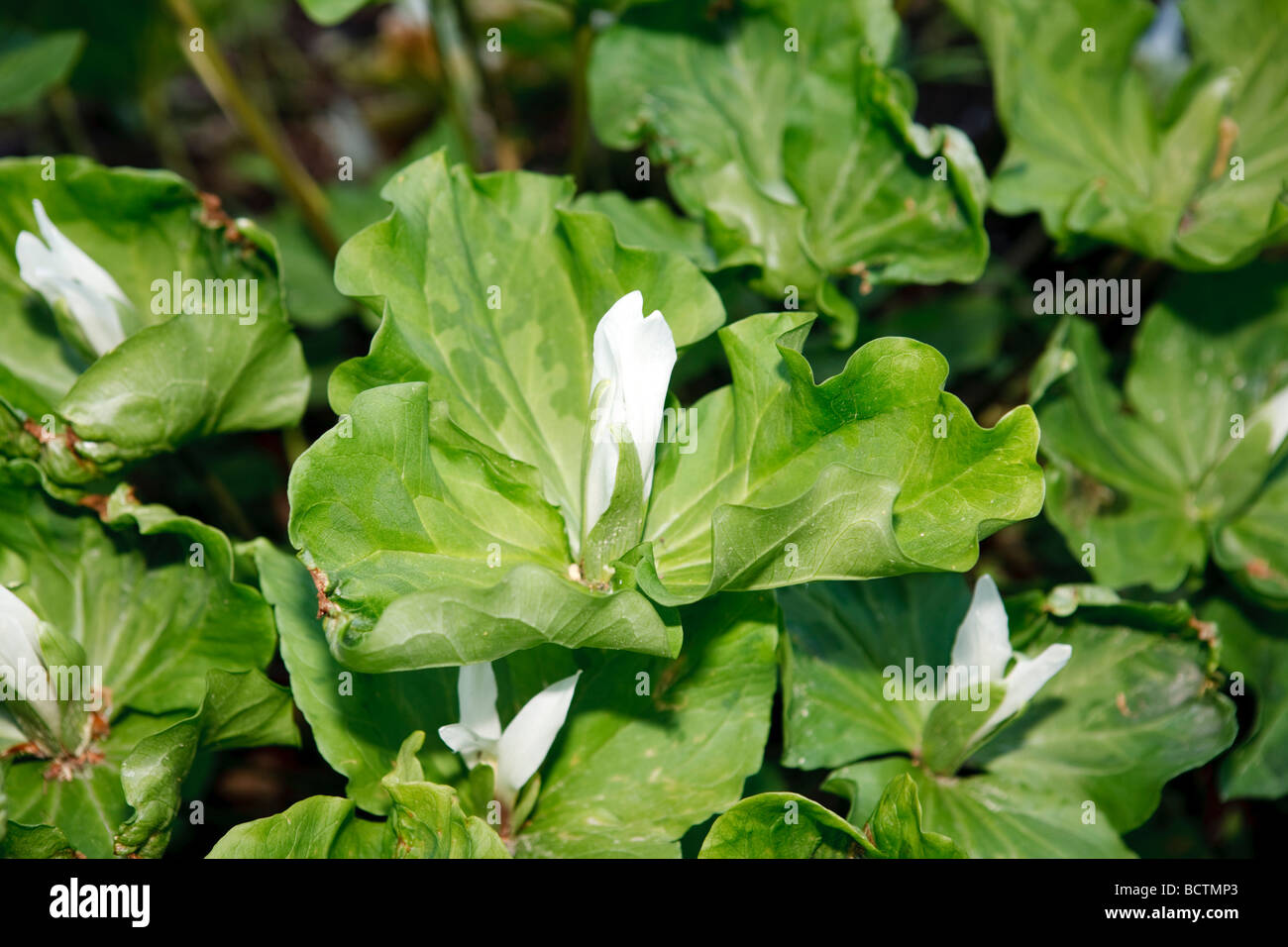 Trillium Grandiflorum High Resolution Stock Photography and Images - Alamy