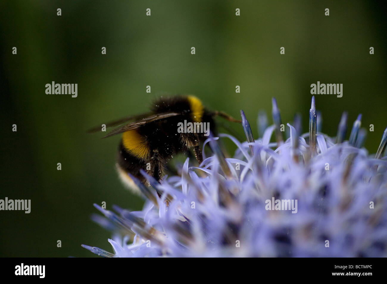 Buff tailed Bumble Bee collecting pollen on blue Eryngium flower head ...