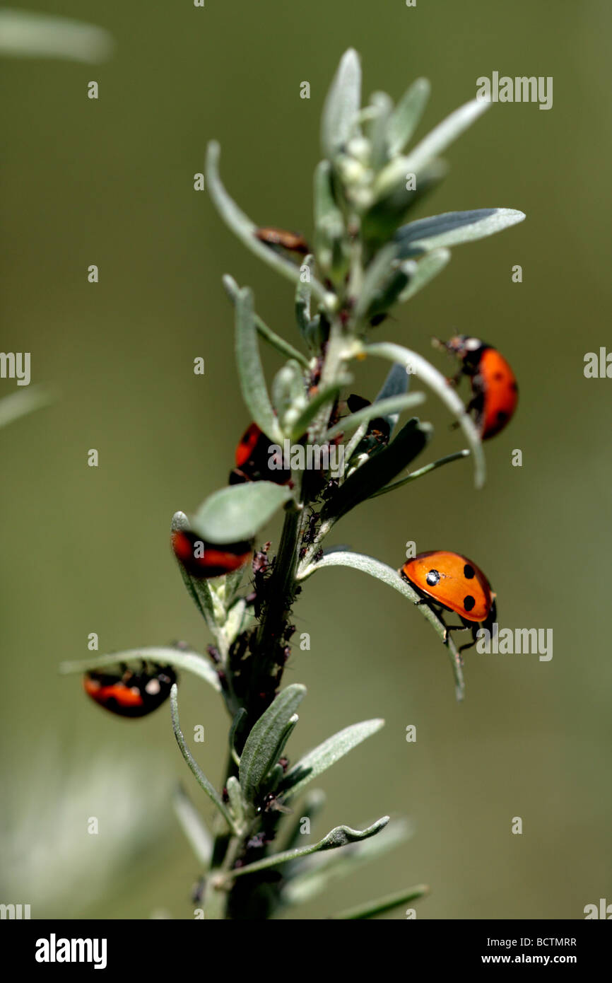 Lots of seven spot ladybirds hi-res stock photography and images - Alamy