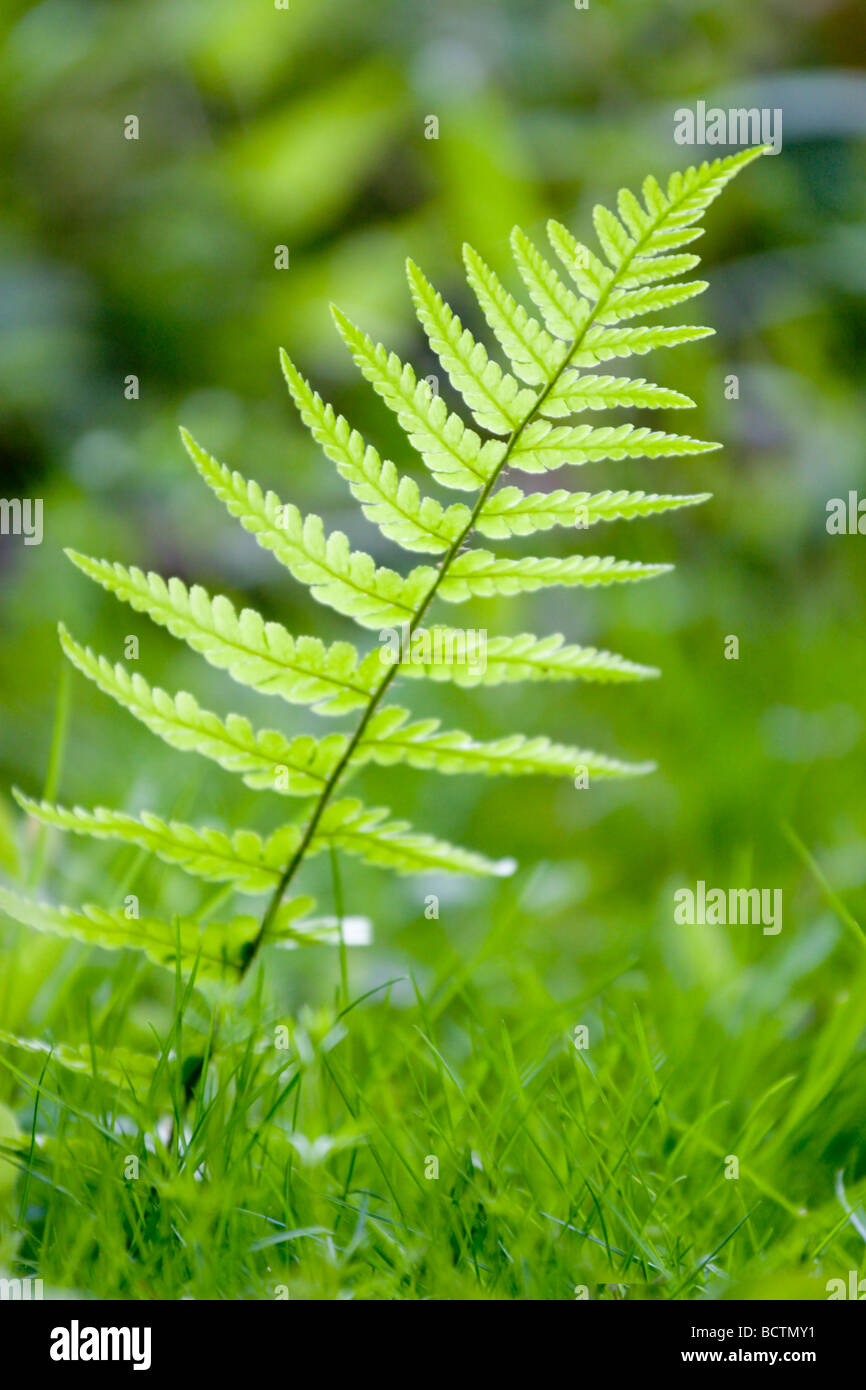 Lush green grass growing in hi-res stock photography and images - Alamy