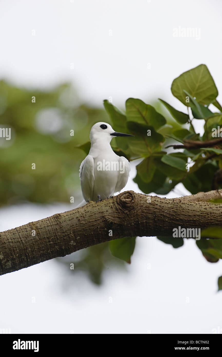 Common White tern or Fairy Tern Gygis alba Stock Photo - Alamy