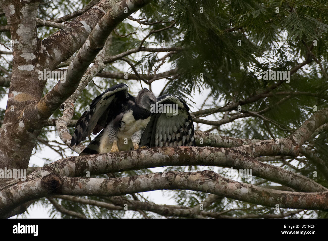 Harpy Eagle Harpia harpyia Brazil Stock Photo - Alamy