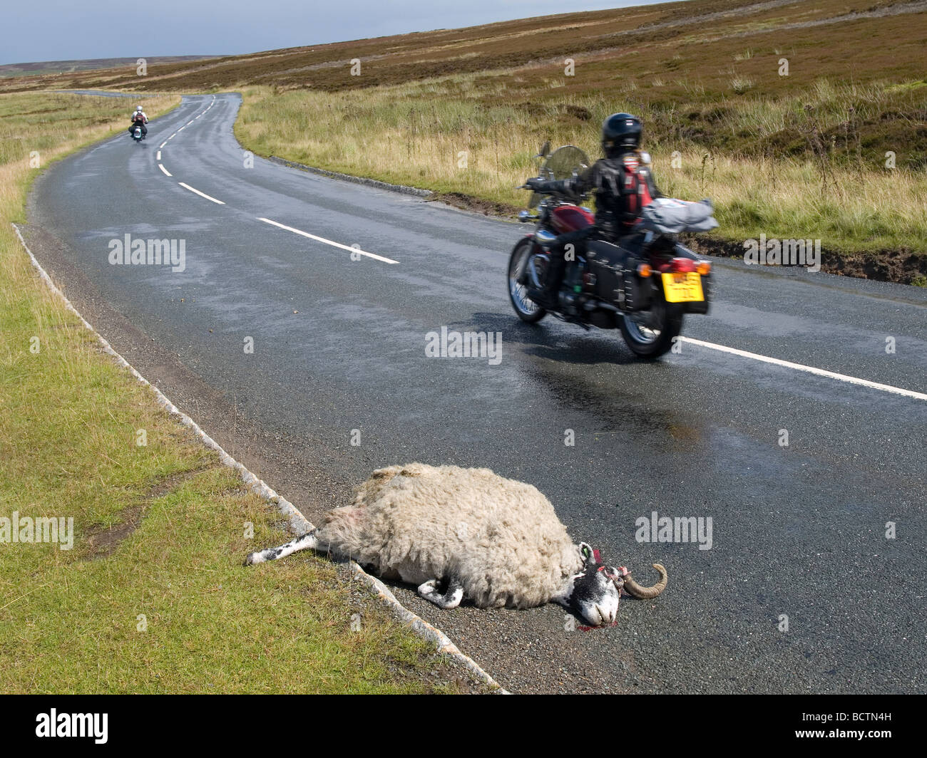 Road accident dead sheep hi-res stock photography and images - Alamy