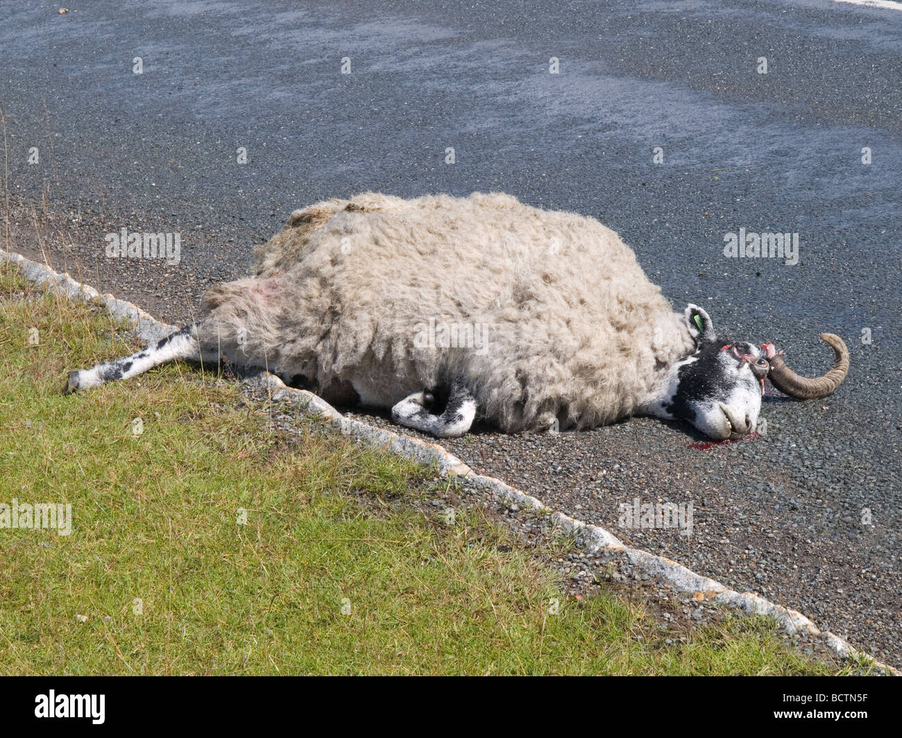 Dead sheep hi-res stock photography and images - Alamy