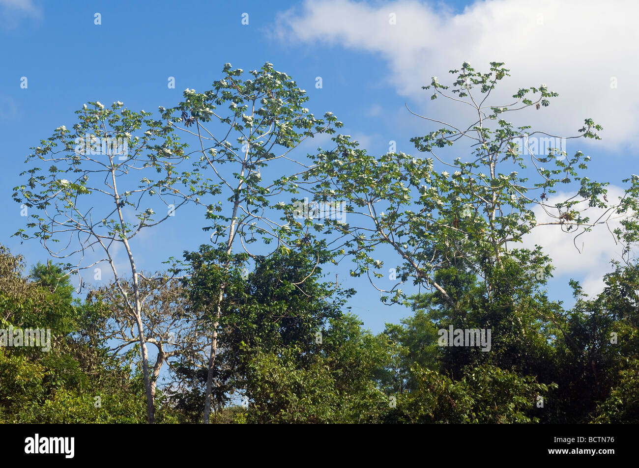 Vegetation along Cristalino River Alta Floresta Mato Grosso Brazil ...