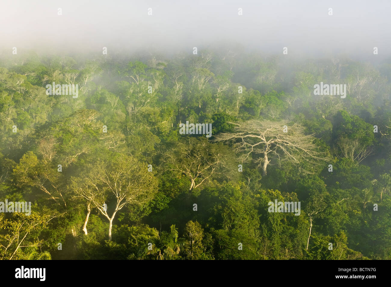 Fog over the Amazon forest Cristalino State Park Alta Floresta Mato ...