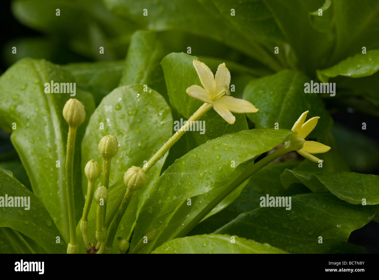 Hawaiian palm brighamia insignis hi-res stock photography and images ...