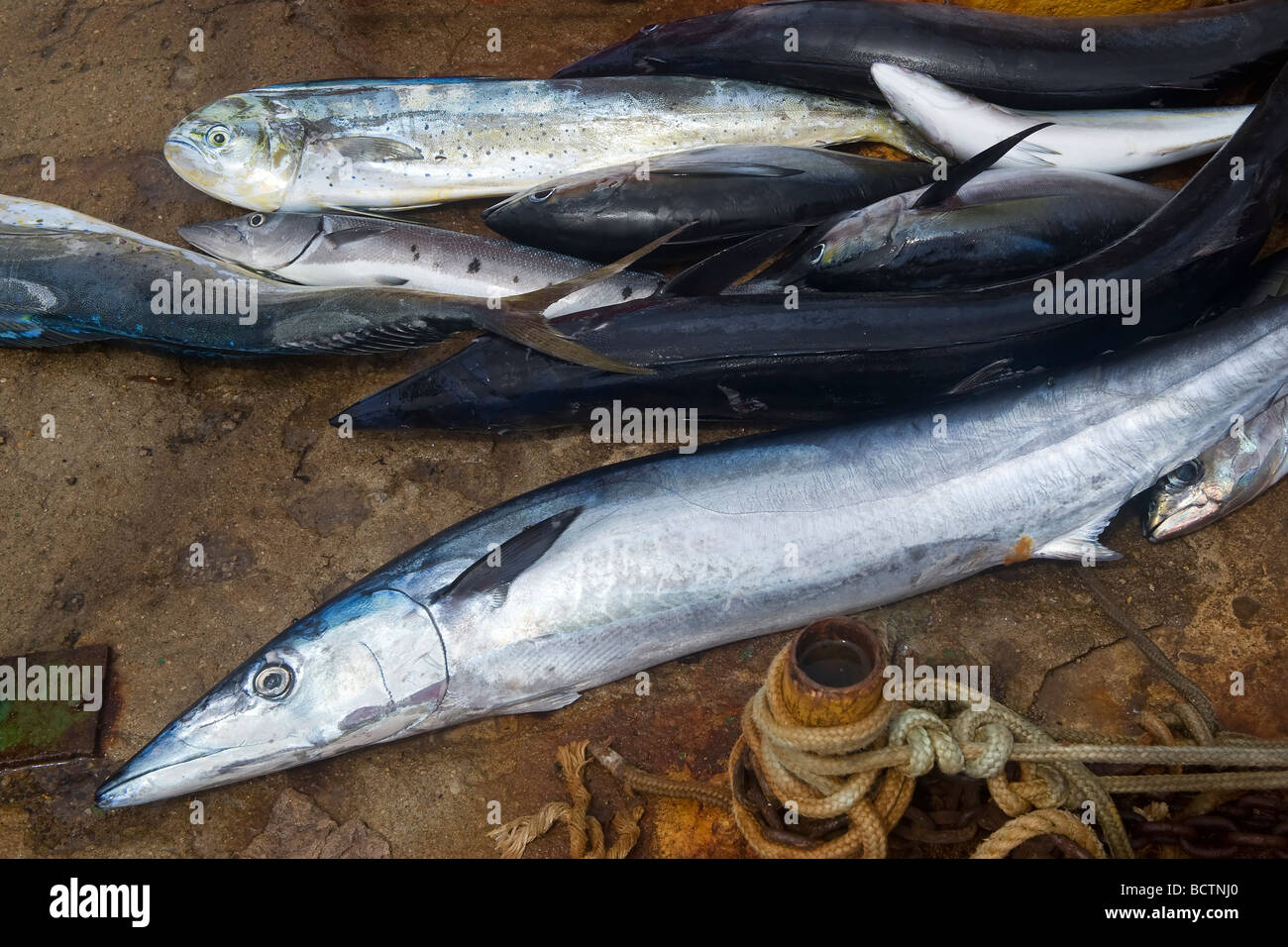 Fish catch of the Day Fernando de Noronha Pernambuco Brazil Stock Photo ...